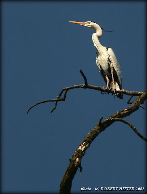 Pictures-Photos-Képek-Imagini - © - ROBERT HITTER: LALEA PESTRITA,BARZA ...