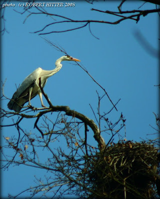 Pictures-Photos-Képek-Imagini - © - ROBERT HITTER: LALEA PESTRITA,BARZA ...