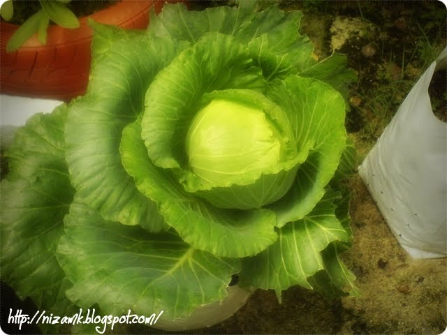 ~ the colorful of life ~: Taman Sayur-Sayuran