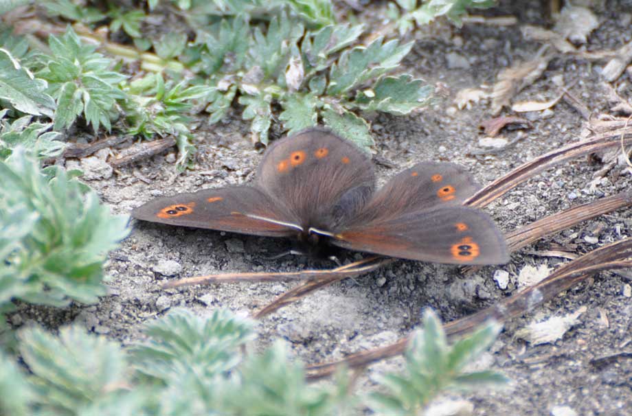 Orca Watcher: Fantastic Birding Along Highway 97