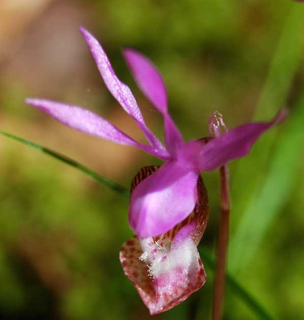 Orca Watcher: Flowering Plants