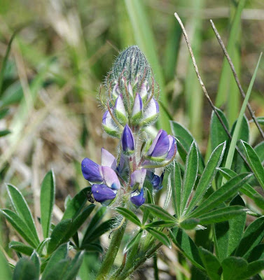 Orca Watcher: Wildflowers on the Sand Dunes
