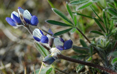 Orca Watcher: Wildflowers on the Sand Dunes