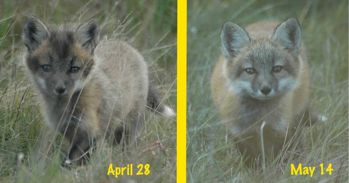 Orca Watcher: More Young Foxes