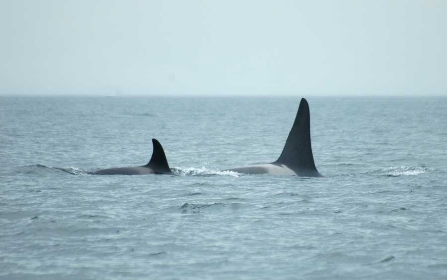 Orca Watcher: "Explorer"ing in the Rain With Js and Ls