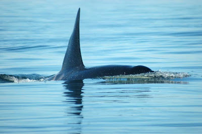 Orca Watcher: Surfing, Sea Snakes, and a Superpod