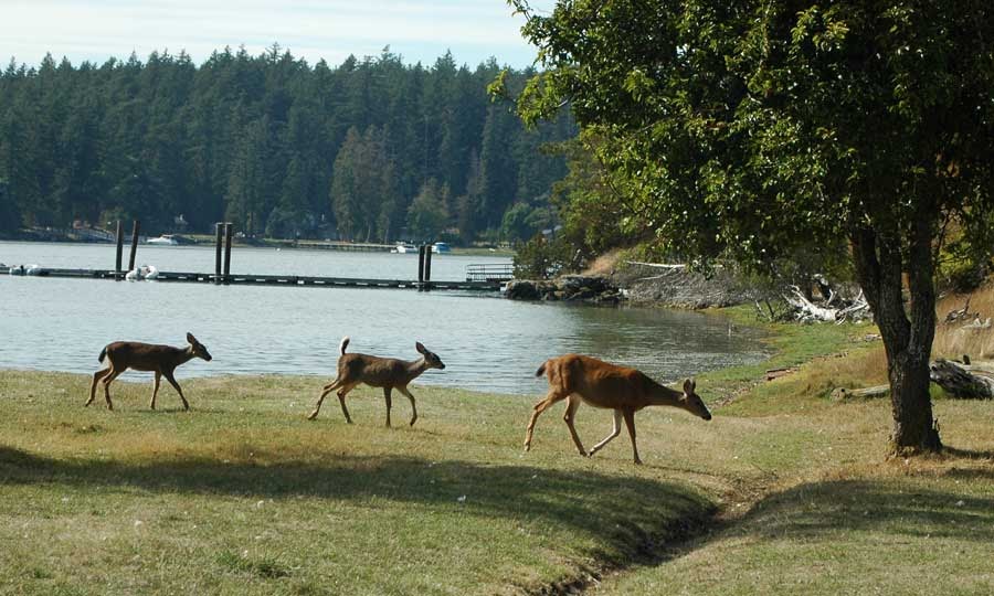 Orca Watcher: Oh, Deer