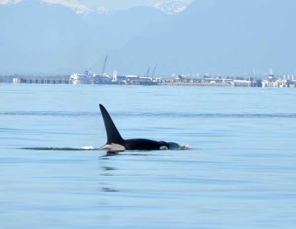 Orca Watcher: J27 Blackberry ~ A Long Trip Pays Off