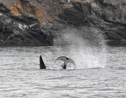 Orca Watcher: 4th of July Fireworks ~ Orca Style