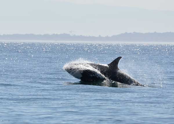 Orca Watcher: Porpoising South
