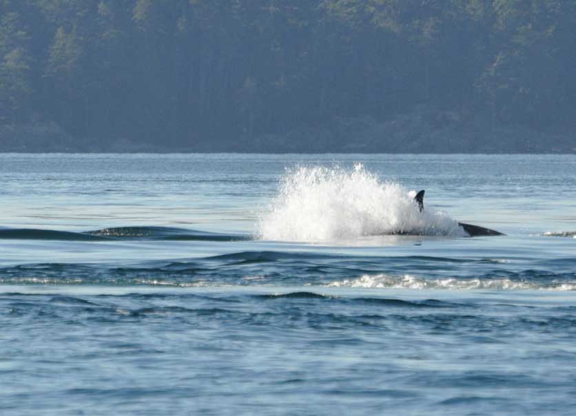 Orca Watcher: An Epic Whale of a Day