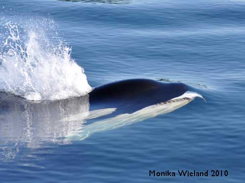 Orca Watcher: An Epic Whale of a Day