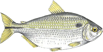 Futepoca: 2007-06-10