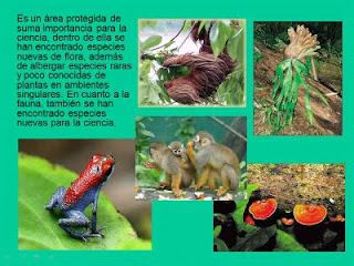 lo imposible no es imposible: LA REGION YUNGA