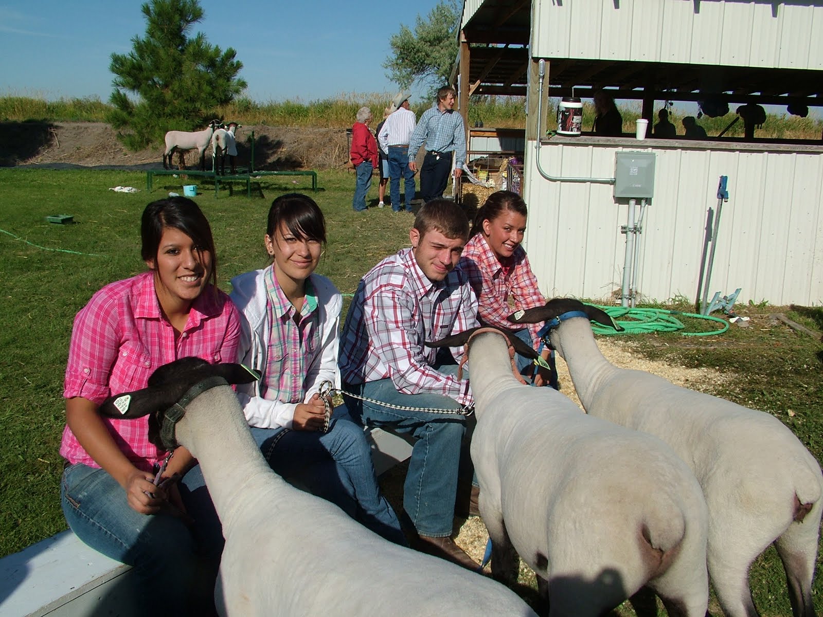 Judging Livestock from the Fence: 4-H Lamb Camp