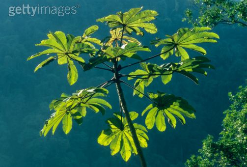 CRRTravel.com: The Cecropia Trip (Trumpet Tree)