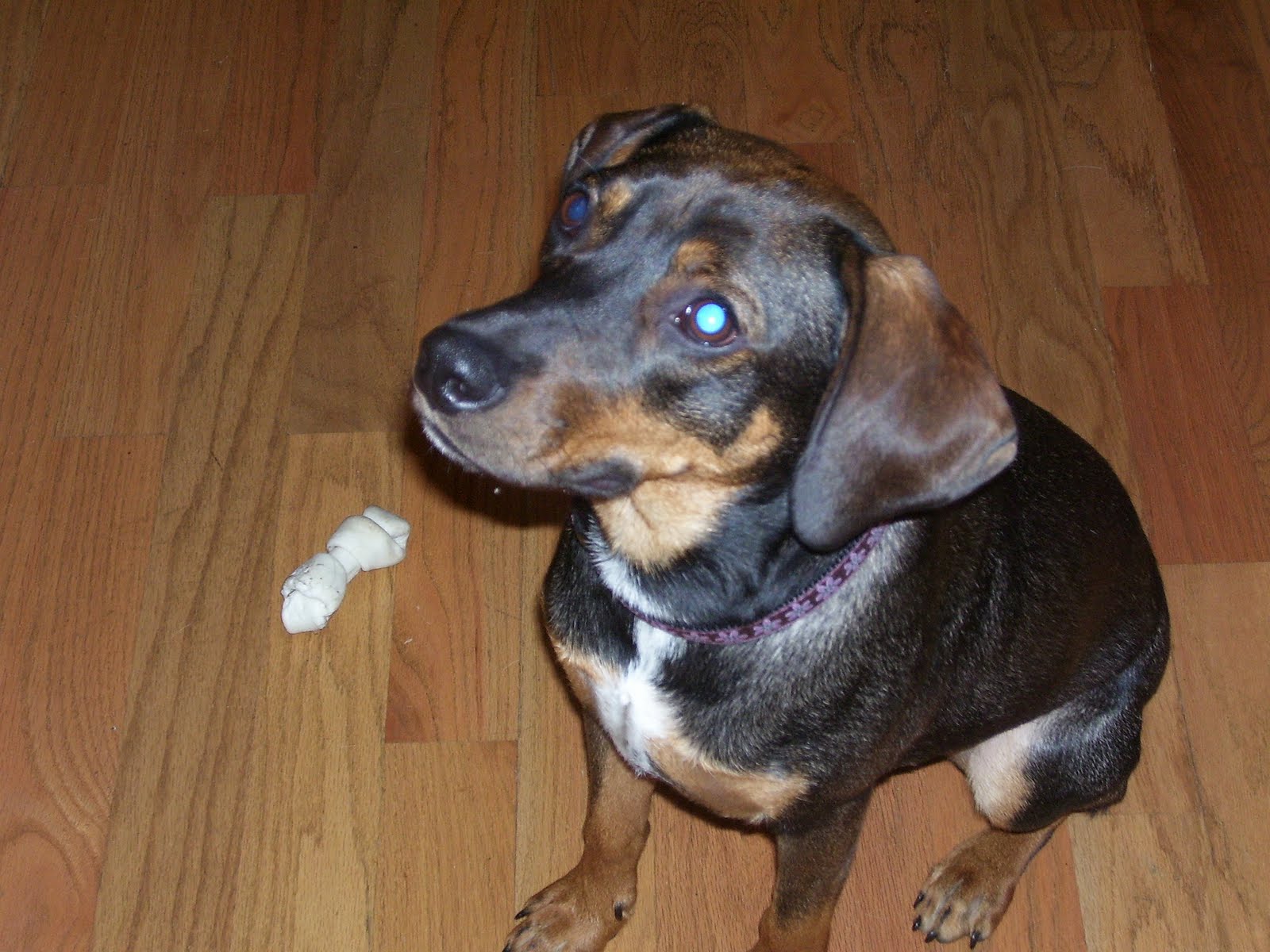 Doberman Beagle Mix