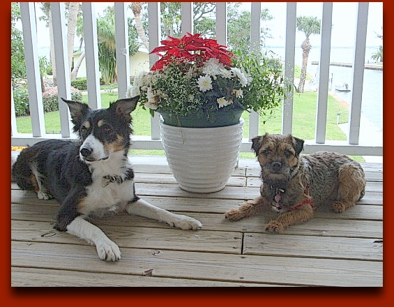 Three BCs and .....: Dr. Pam's dogs, Jif and Tick