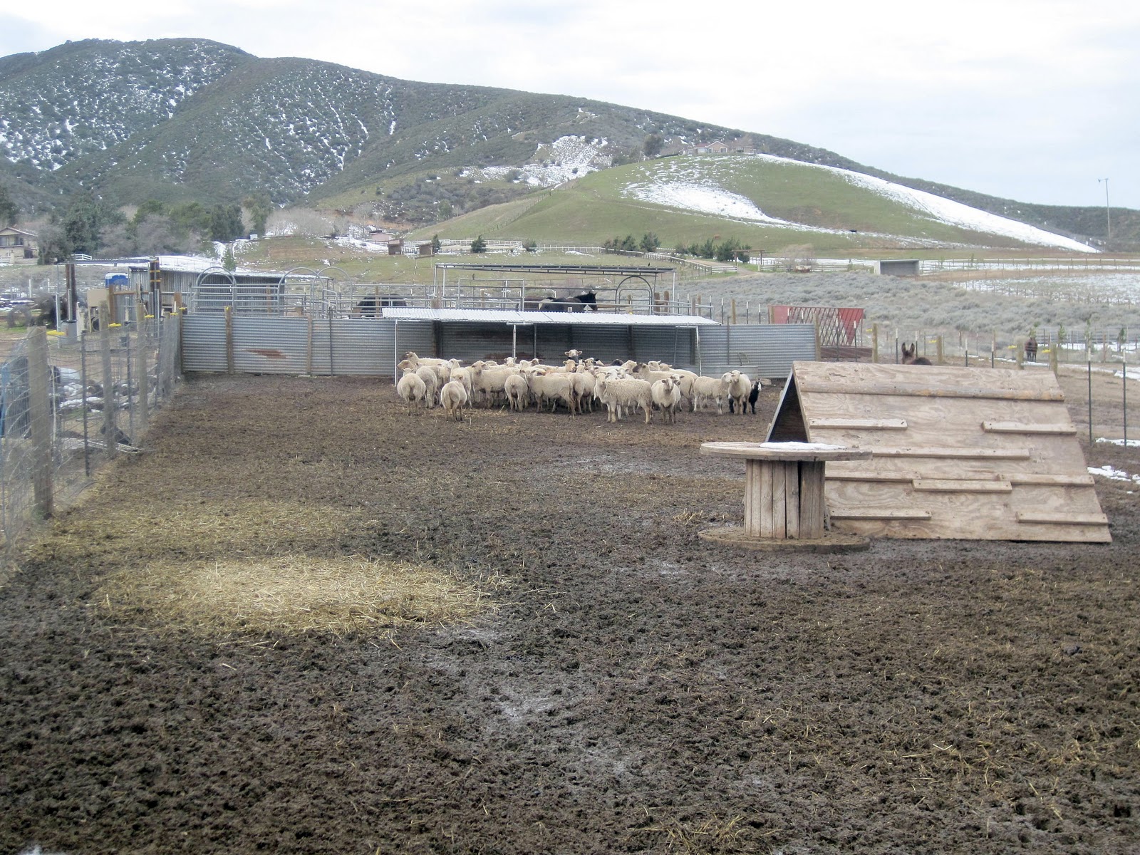 Three BCs and .....: It's lambing time :0)