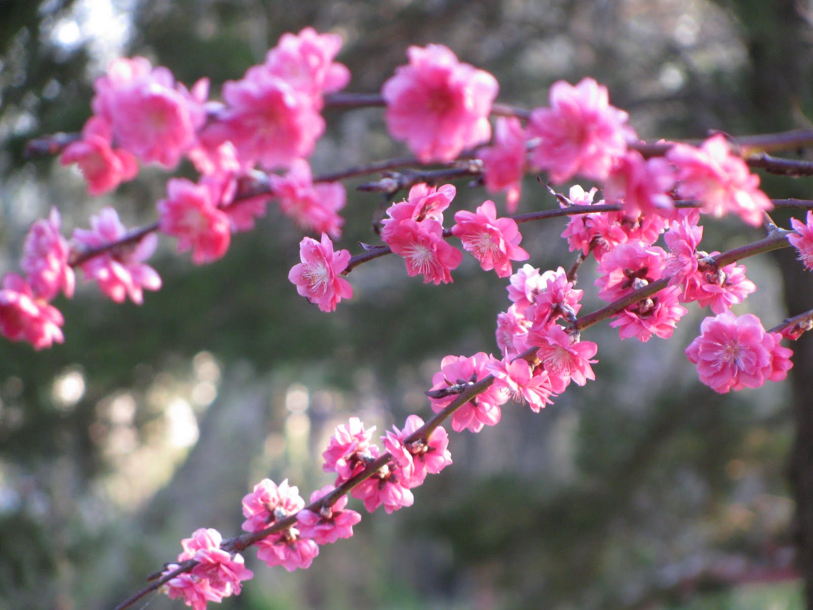 Peach Flower Tree For Sale at Stella Sexton blog