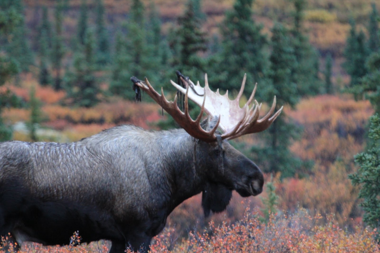 BASECAMP NIKISKI: ...the bull moose of Denali