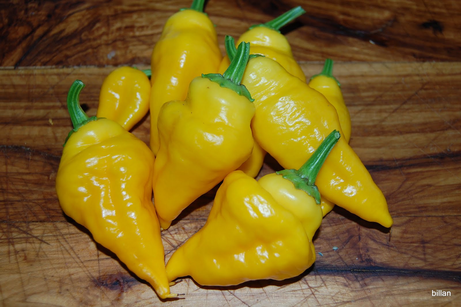 Chilepeppar Mix: Monkeyface