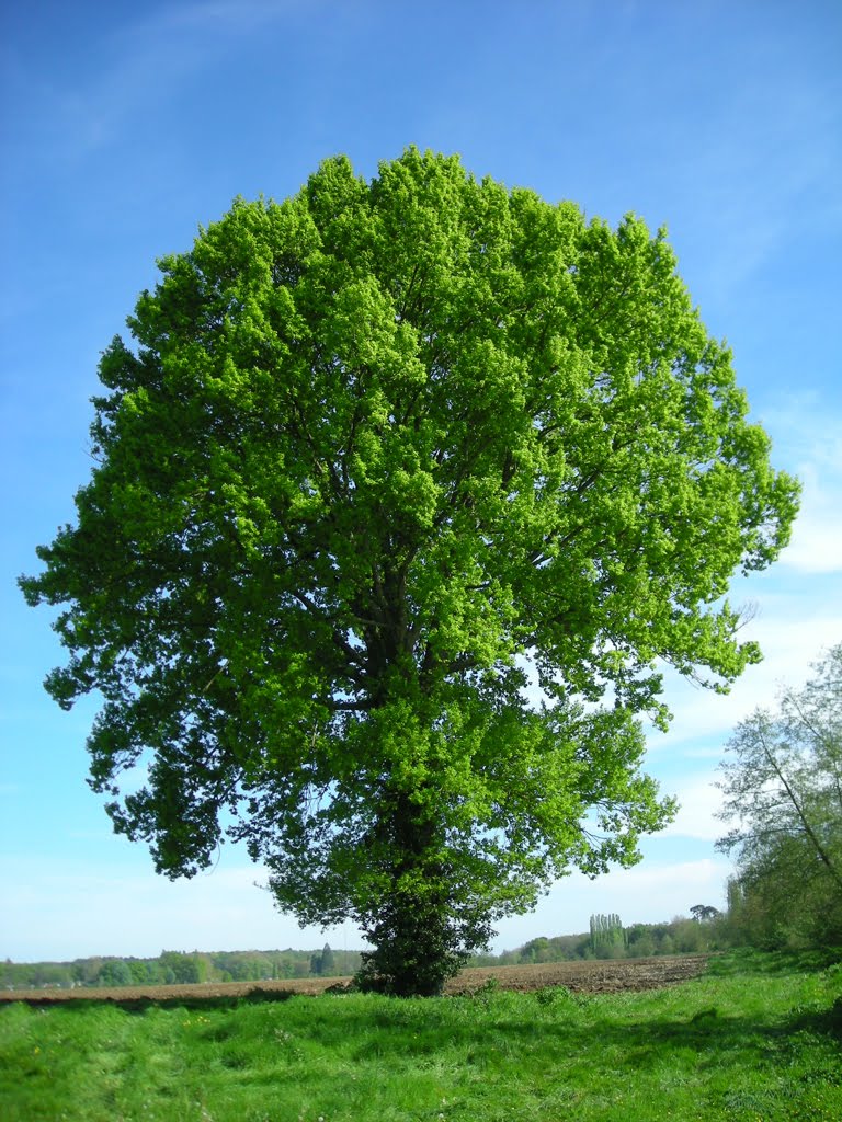 prédilections: LE CHENE