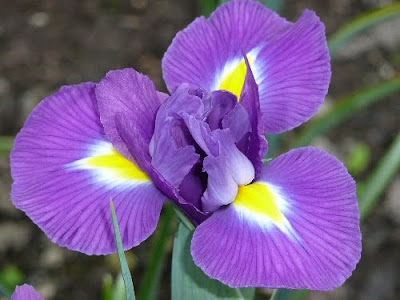 Magical World: Mes Iris