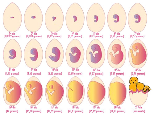 Proceso de incubacion de las aves