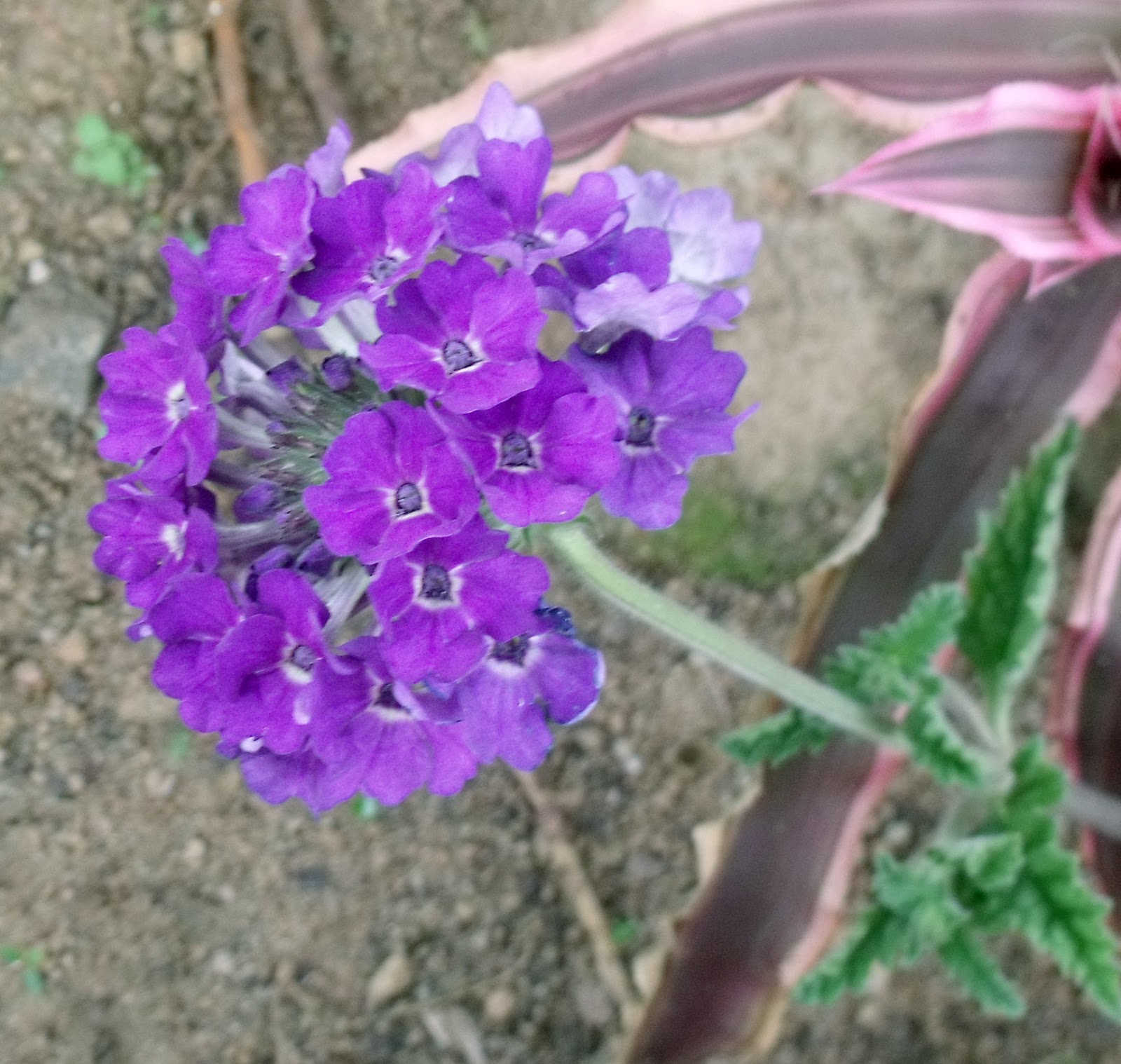 philipveerasingam: Flowers in our garden, Avissawella, Sri Lanka.