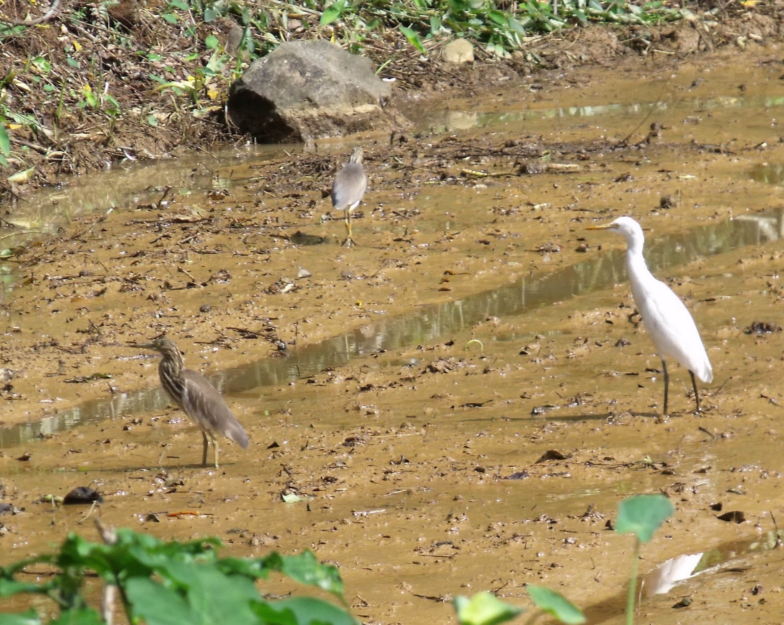 Images of Sri Lanka on blogspot.com: Birds in a paddy field, Thalduwa ...