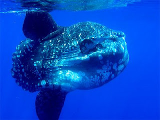 De baixo d'água: O Peixe-lua