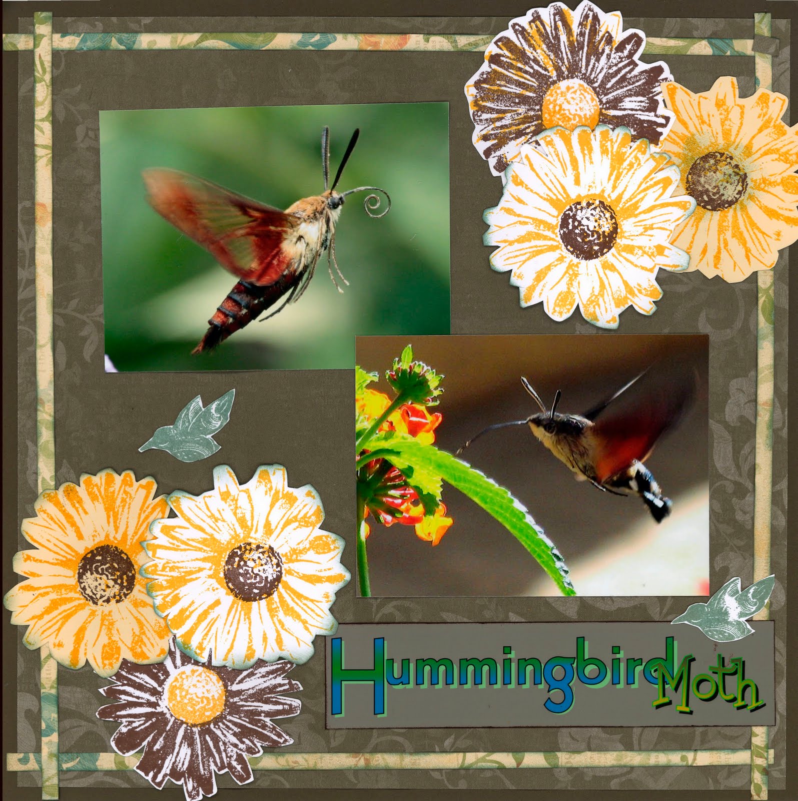 Sunshine Memories: Hummingbird Look-Alikes