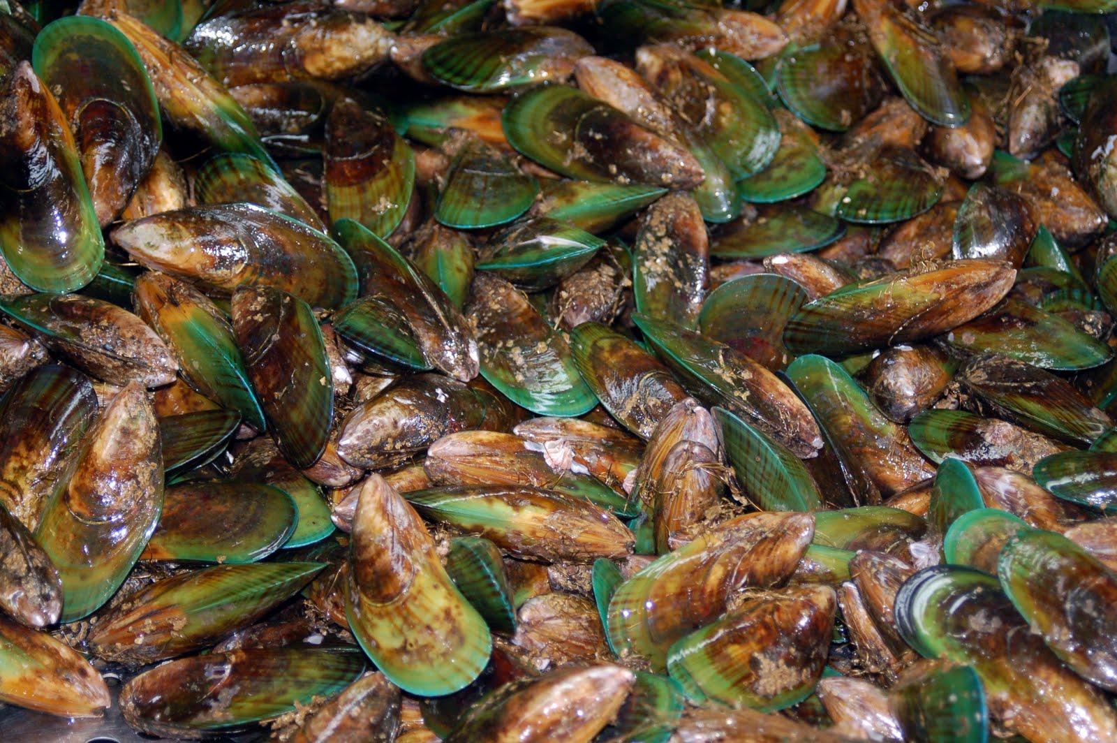 THE LAST VISIBLE DOG: The Green-Lipped Mussel Girl