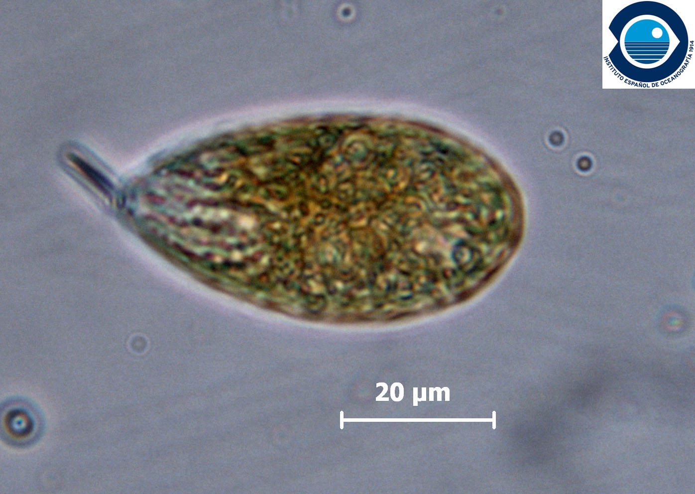 NITROALBORAN (BLOG DE CIENCIAS MARINAS): Ostreopsis sp. en la zona del ...