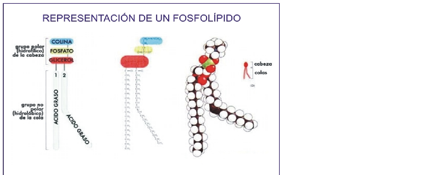 Biologíabc1: TEMA 4: LA ORGANIZACIÓN Y ESTRUCTURA DE LOS SERES VIVOS