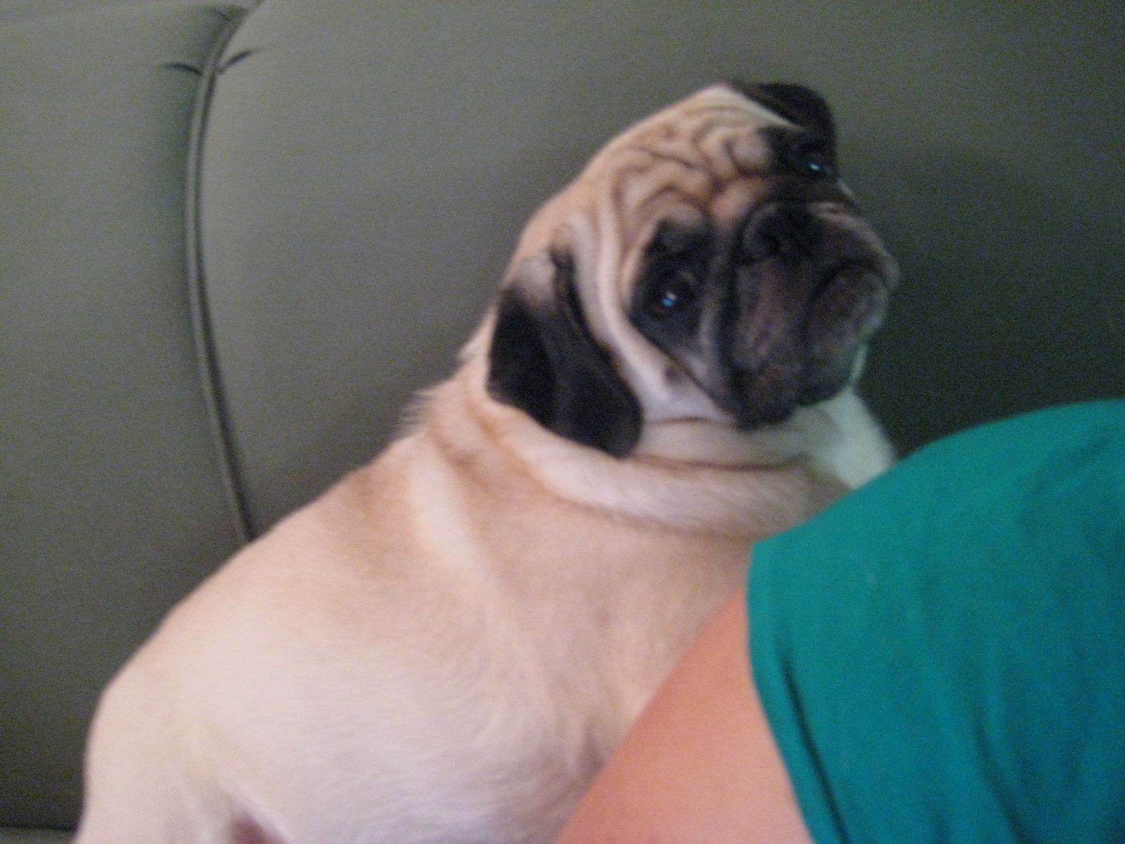 Lil Smug Pug: My Blush Collection