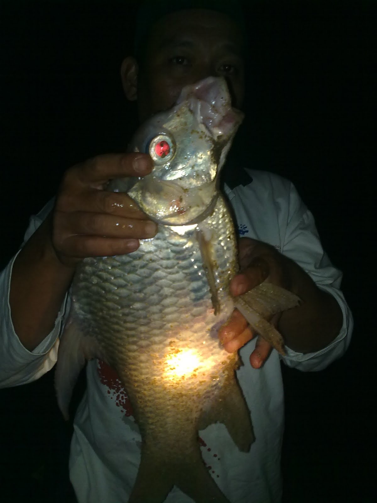 Kami Pancing Apa Saja: Ikan Tengalan Bote sungai Perak.