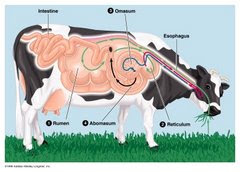 Sistema digestivo poligastrico