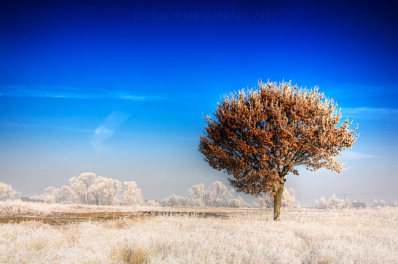 NETINFO: 50 Most Beautiful Trees Photography – Designzzz