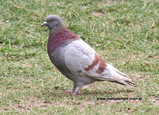 Aves del Cottolengo de Claypole: PALOMA DOMESTICA