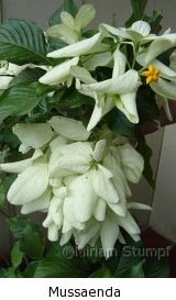 As Plantas e Você!!!!!: A Mussaenda Branca