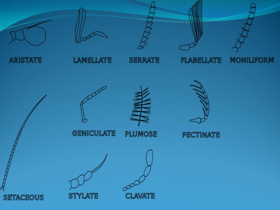entomologia gustavo: ENTOMOLOGÍA FORESTAL