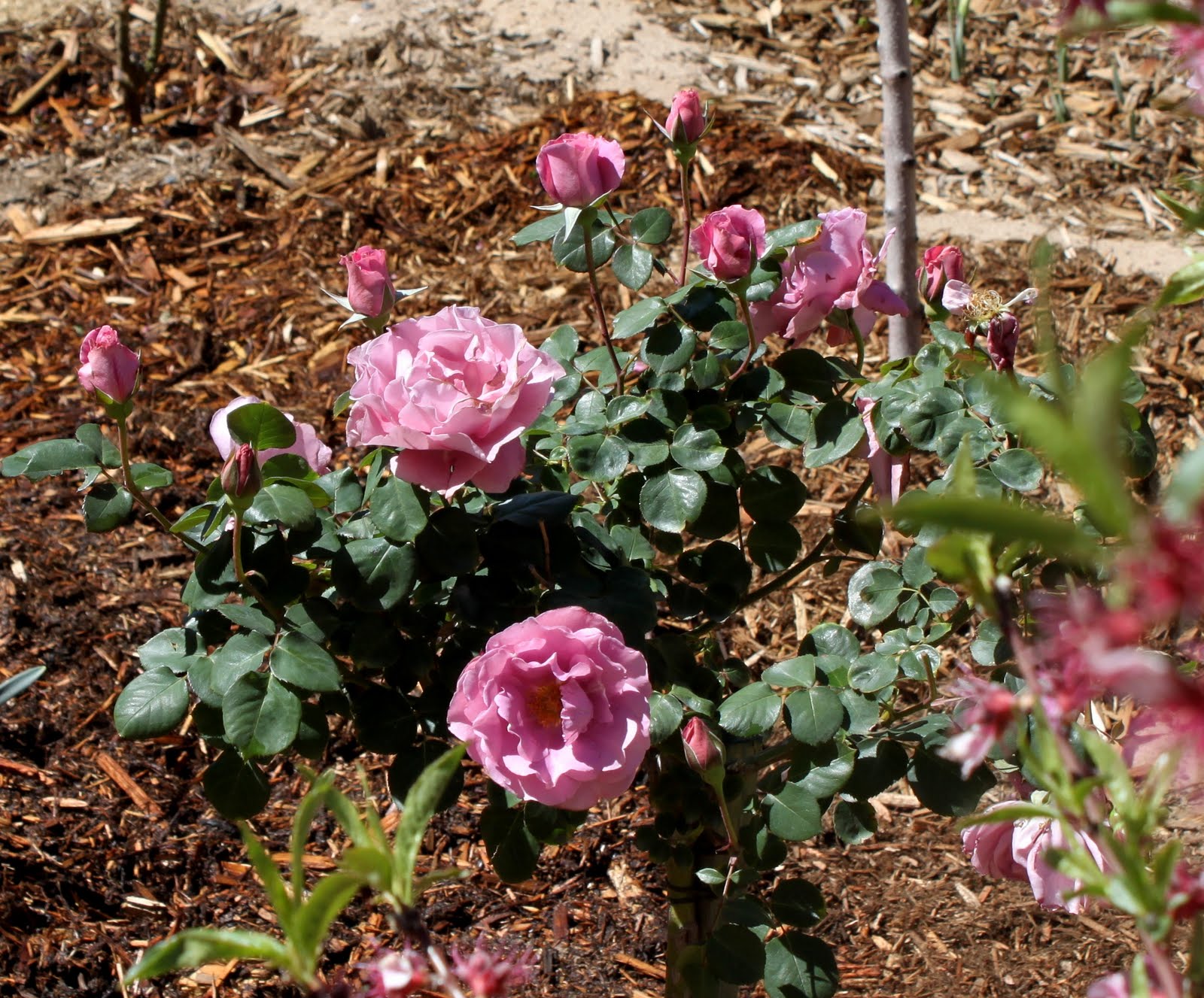 Byzigenous Buddhapalian: 2010-04-04