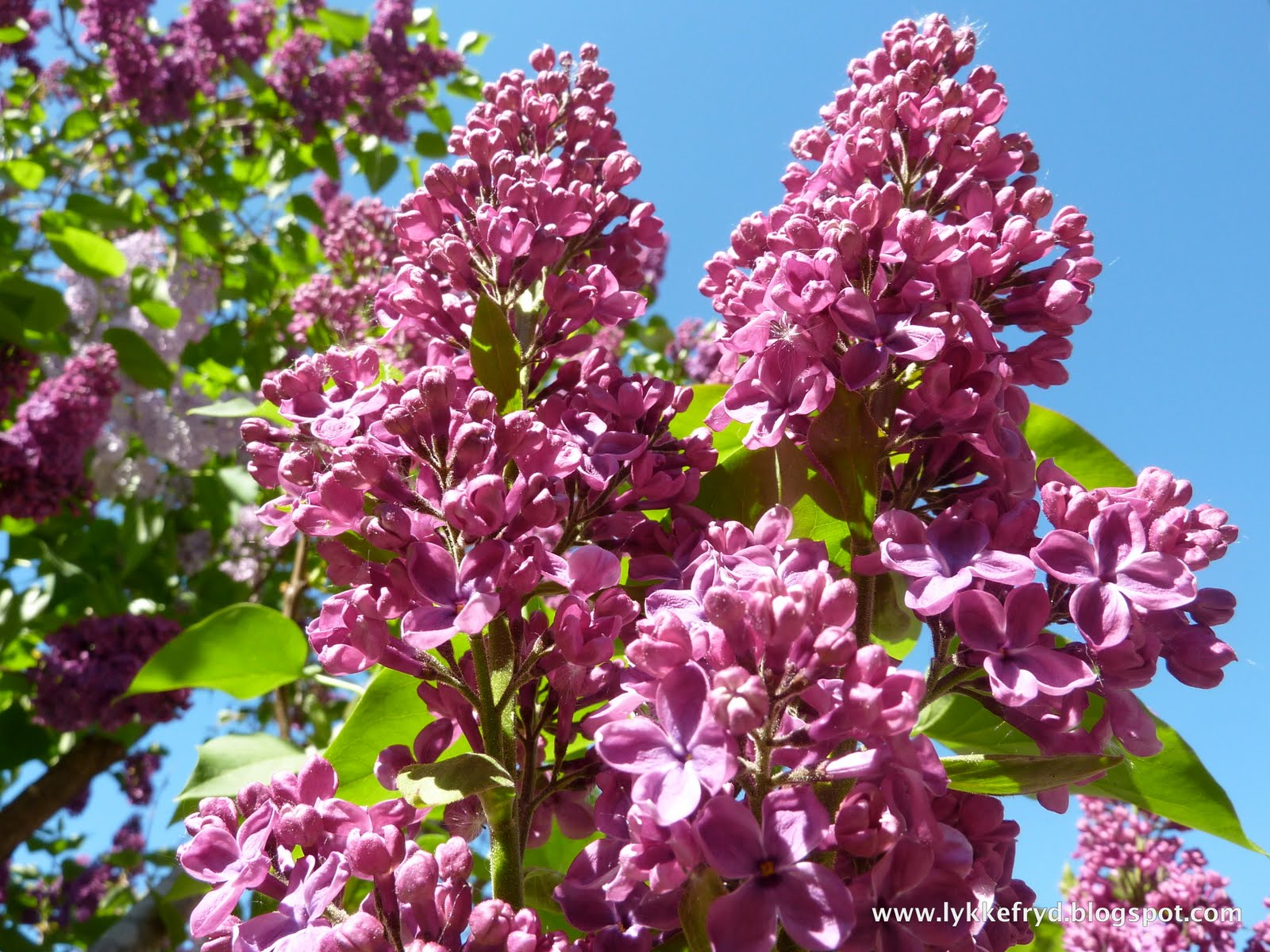 Lykkefryd: Syriner og Rhododendron