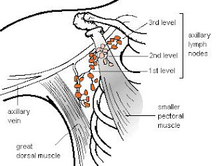 Anatomy Lecture 2008