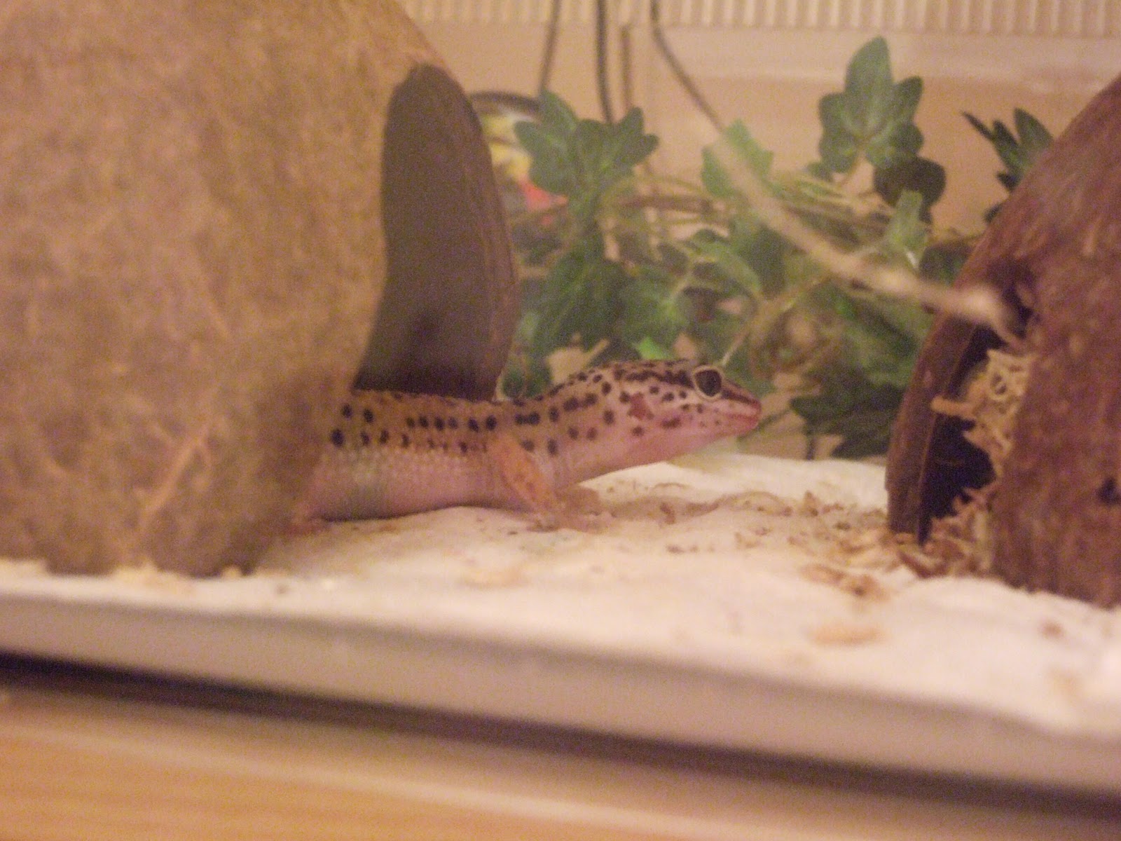 The first few days | The Leopard Gecko