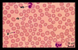 Biomedico: Conceptos Basicos de Hematologia