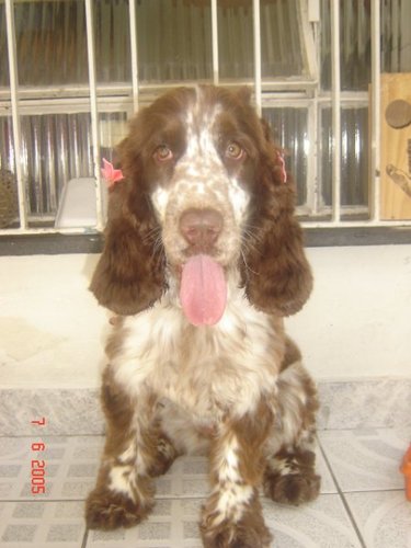 Animais para Adoção - SP: Uma linda cocker está em busca de um lar onde ...