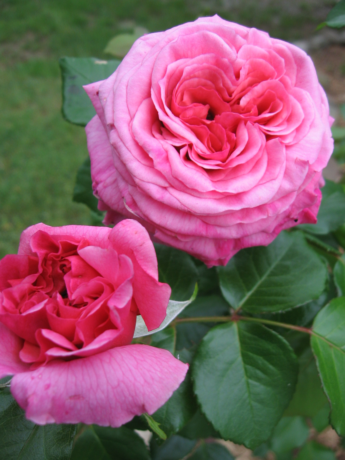 Pygmy Puffs and Heffalumps: Rose Identification?